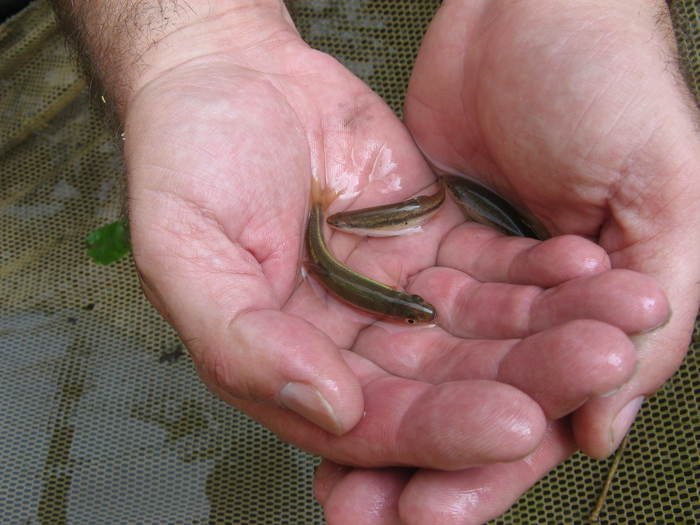Reintroducing Native Fish to Sligo 2007 - Friends of Sligo Creek
