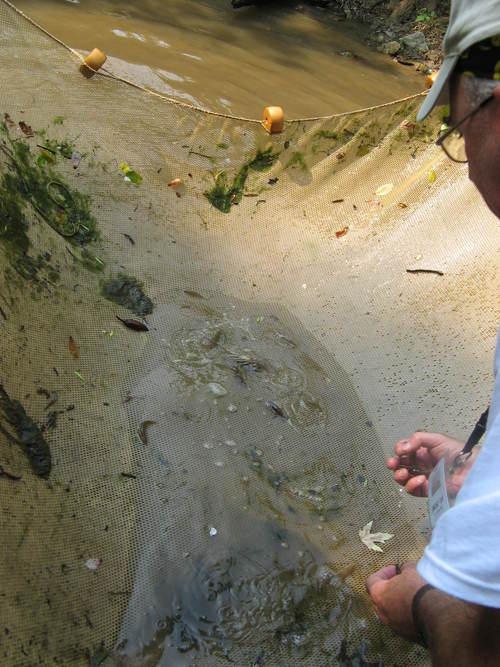 Reintroducing Native Fish to Sligo 2007 - Friends of Sligo Creek