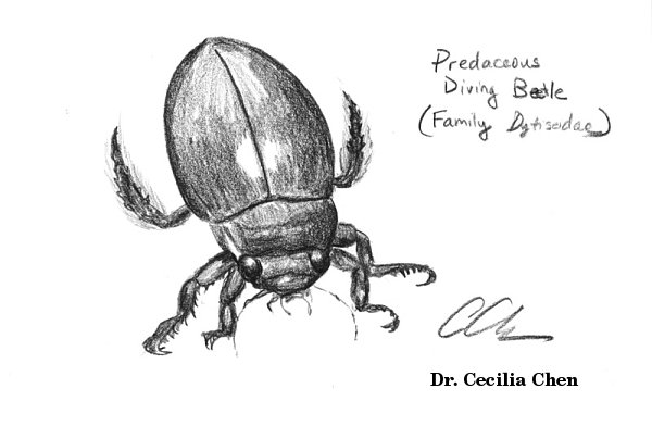Insect Sketches by Dr Cecilia Chen - Friends of Sligo Creek