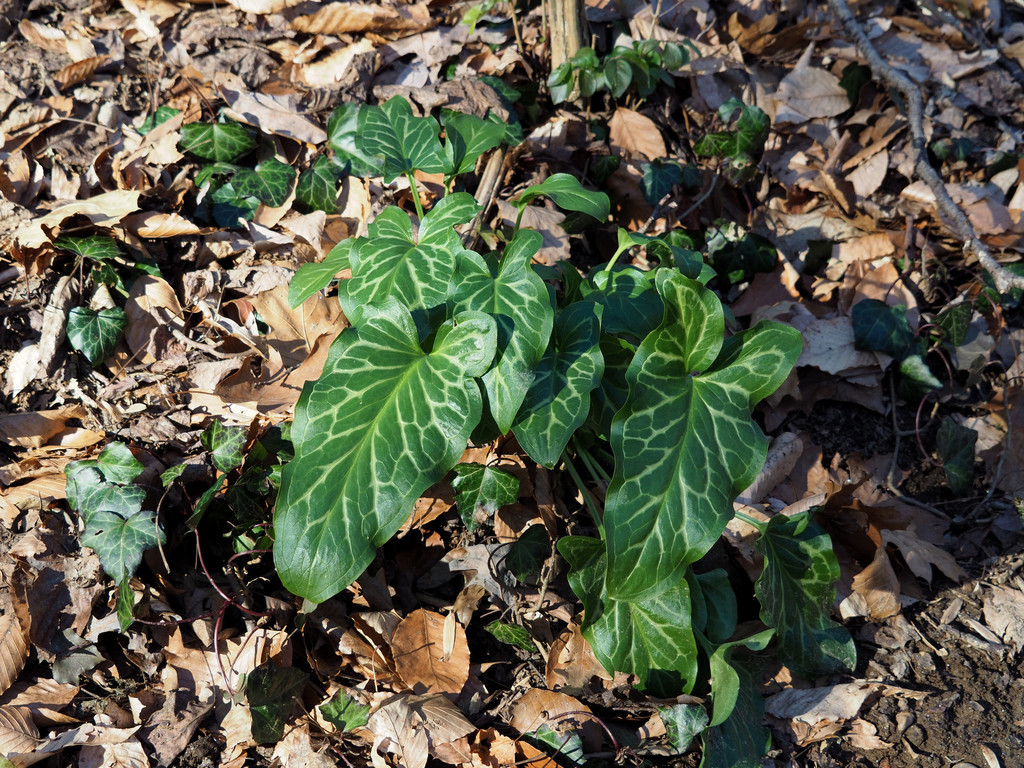 Invasive Plants/RIP - Friends of Sligo Creek